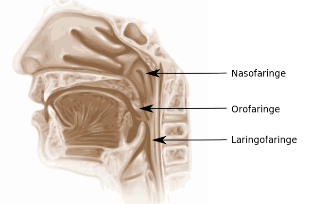 CÁNCER DE CAVUM - Binipatia e higienismo