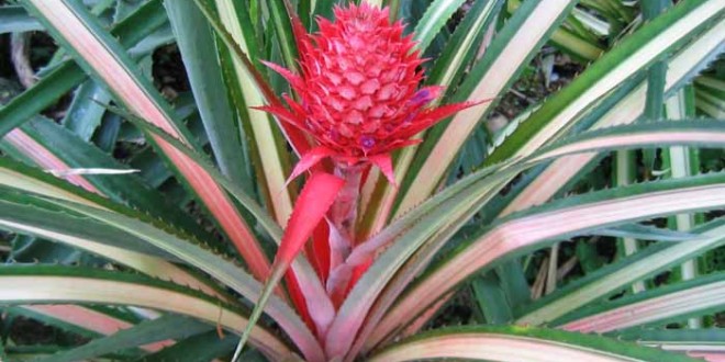 ABACACHÍ - Binipatia e higienismo