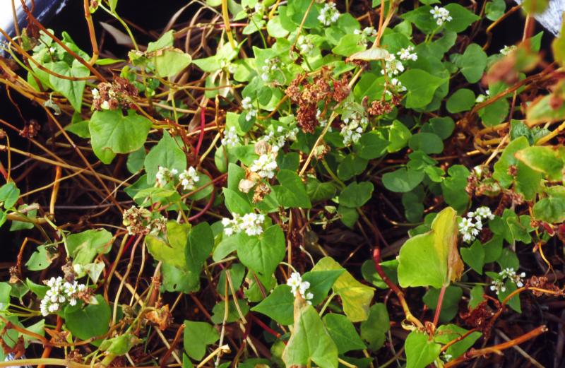 ALFORFÓN (Fagopyrum esculentum) - Binipatia e higienismo
