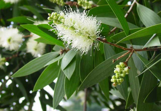 CAJEPUT (Melaleuca leucadendron L.) - Binipatia e higienismo