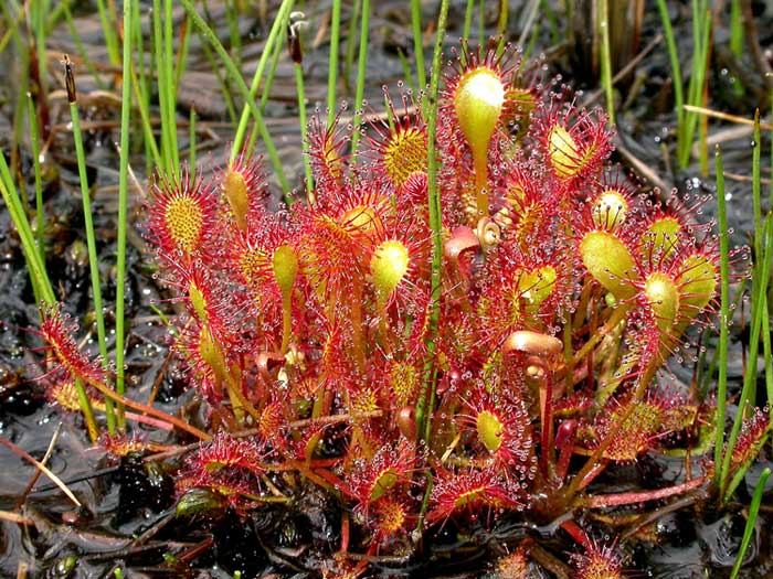 DRÓSERA (Drosera rotundifolia L.) - Binipatia e higienismo