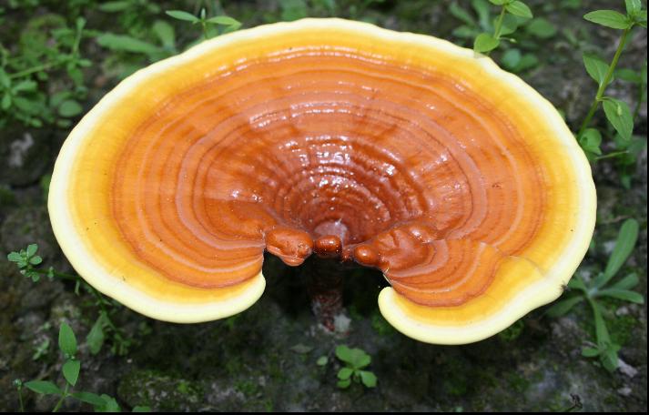 GANODERMA - Binipatia e higienismo