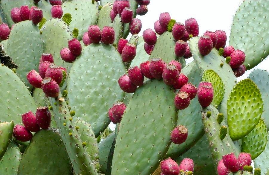 NOPAL - Binipatia e higienismo