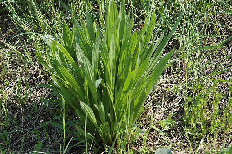 OREJA DE BURRO - Binipatia e higienismo