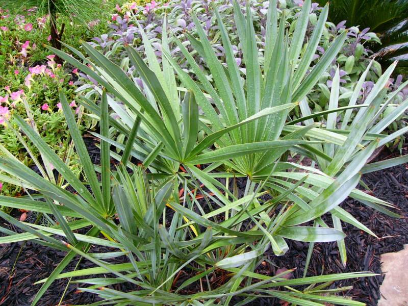 PALMERA DE FLORIDA - Binipatia e higienismo