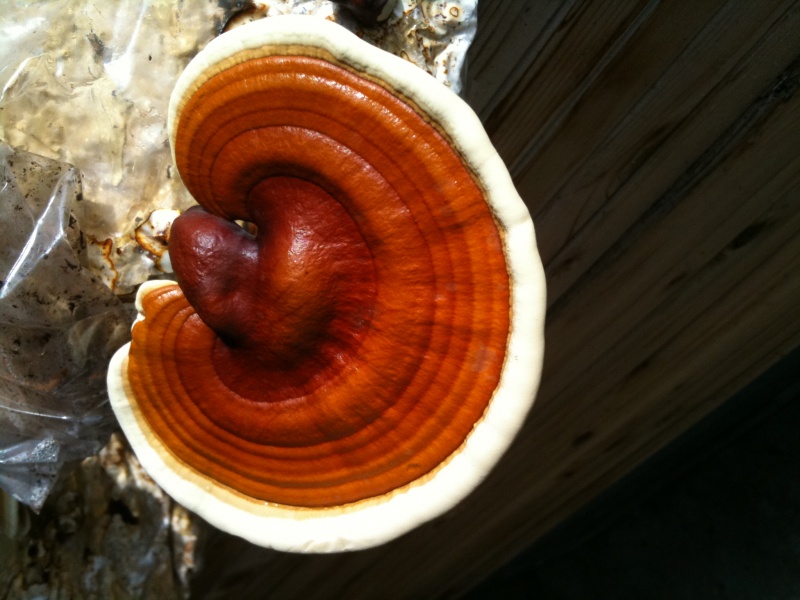REISHI (ganoderma lucidum) - Binipatia e higienismo