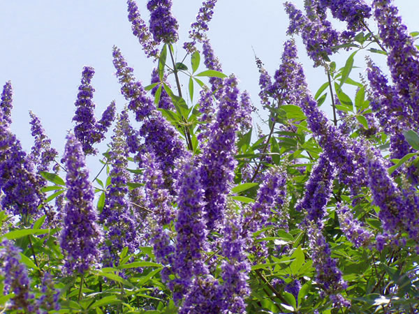 VITEX AGNUS CASTUS (sauzgatillo) - Binipatia e higienismo