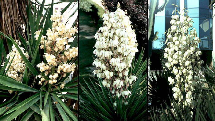 YUCA (schidigera, yucca schidigera) - Binipatia e higienismo