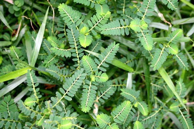 Chancapiedra (Phyllanthus niruri) - Binipatia e higienismo